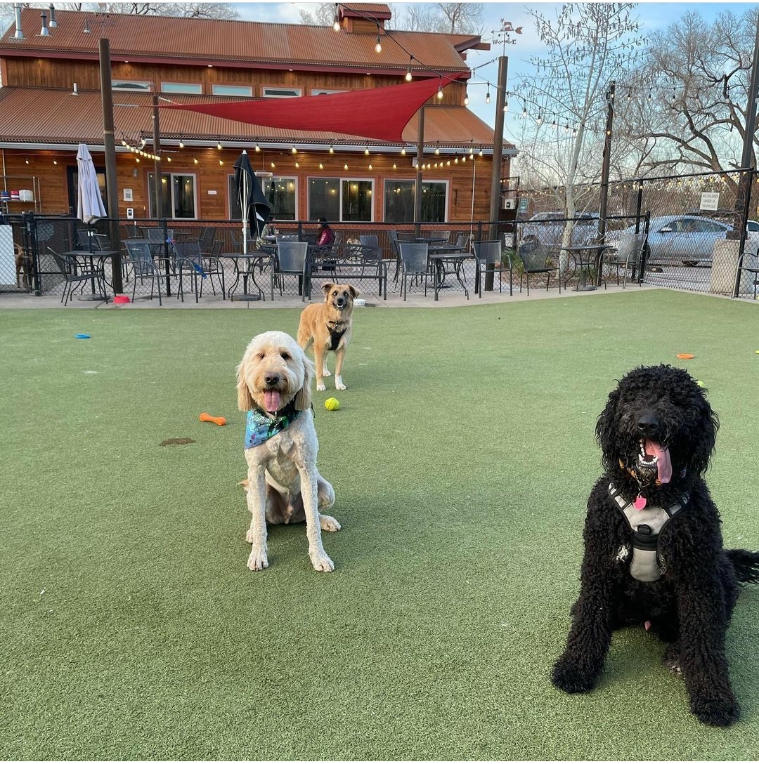 Pet Friendly Airbnbs in Colorado Springs – Best Colorado Mountain ...